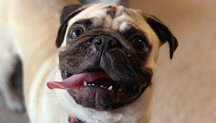 Pugs Are People Lover's and A Great Pet